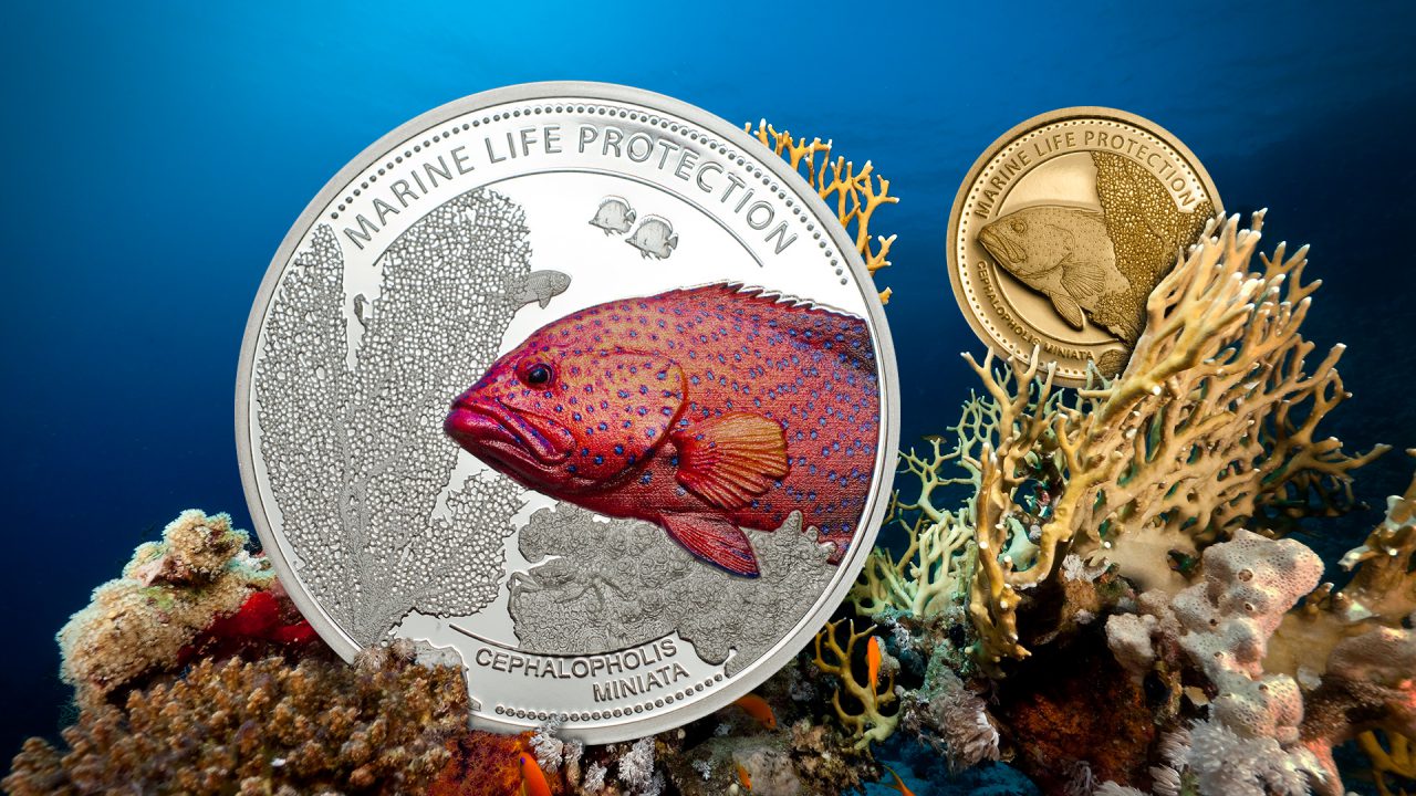 Coral Coin Yorumları ve Geleceği (Nasıl Alınır?) - Siber Star / Oyun ve ... Coral Coin Yorumları ve Geleceği (Nasıl Alınır?) - Siber Star / Oyun ve ...